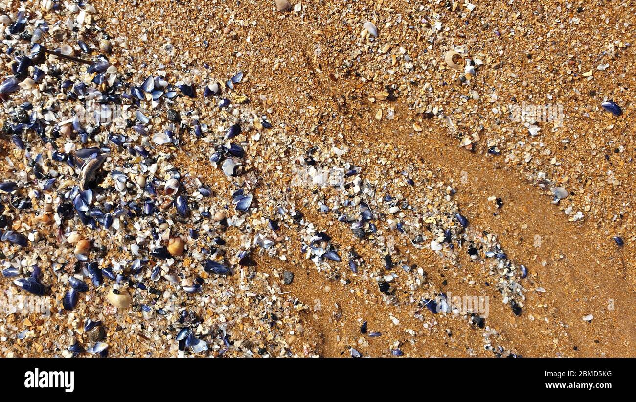 Shells on beach Stock Photo - Alamy