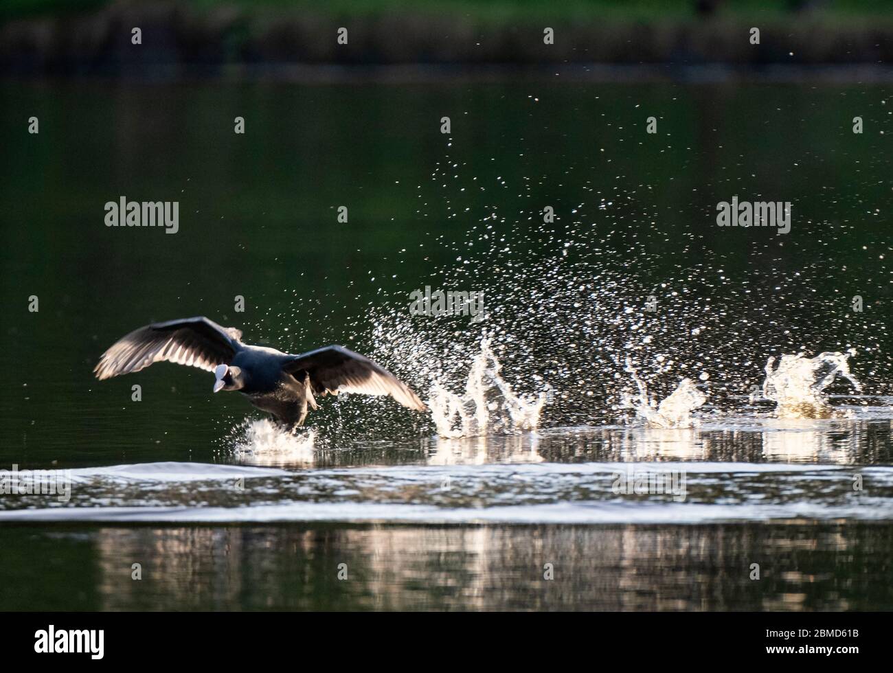British wildlife hi-res stock photography and images - Alamy
