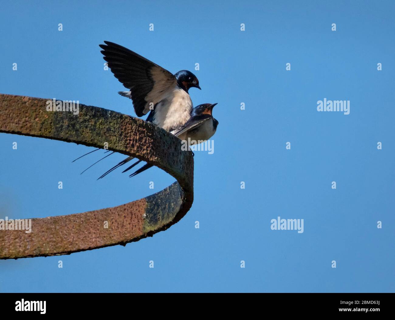 Pair of Swallows (Hirundo rustica) mating, Vale Royal Locks, Cheshire ...
