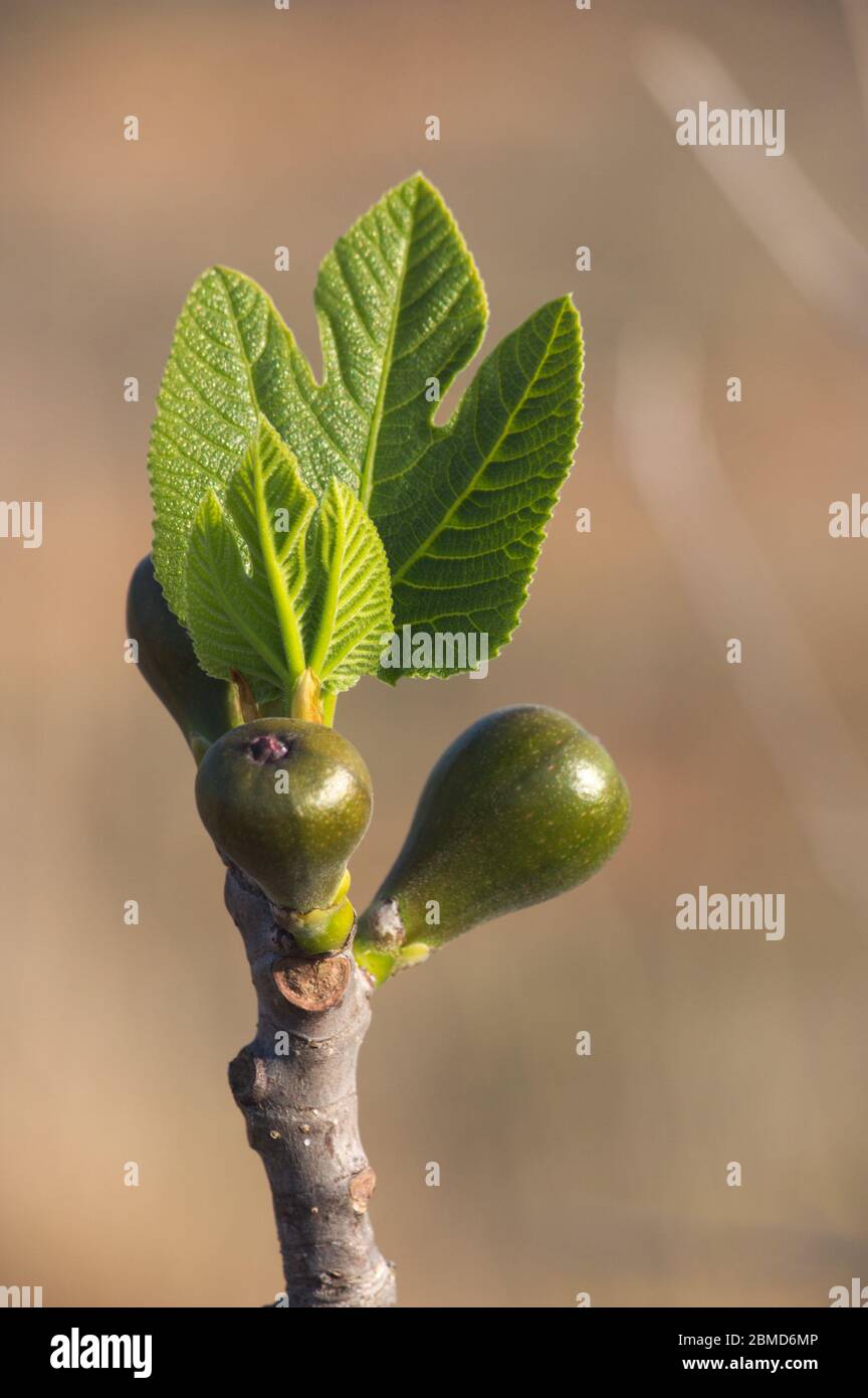 Figs growing and leaves of the first shoots of the fig tree when spring ...