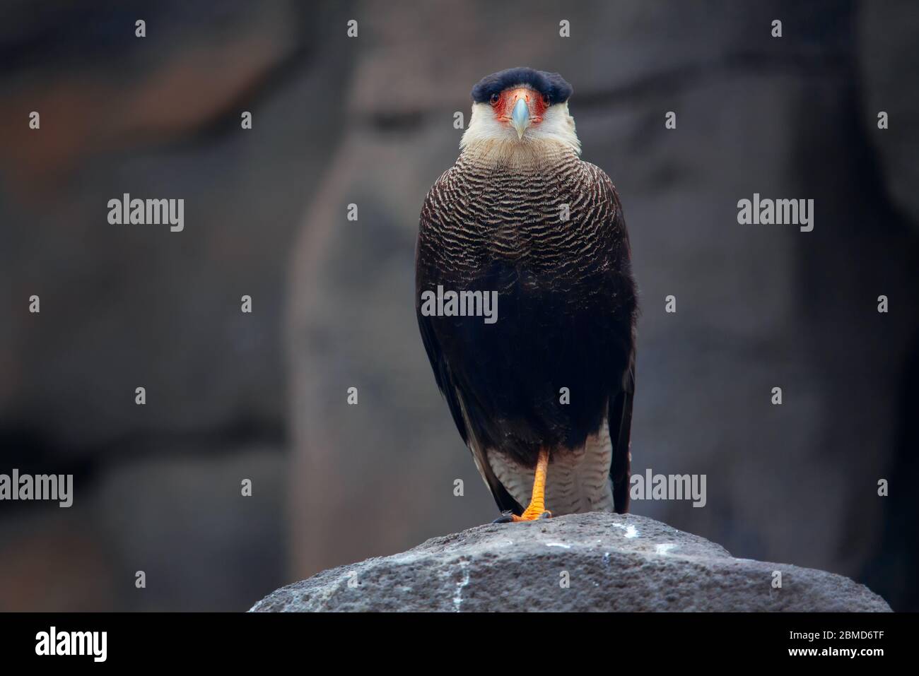 Crested Caracara standing at rock , Portrait of a raptor bird Stock ...