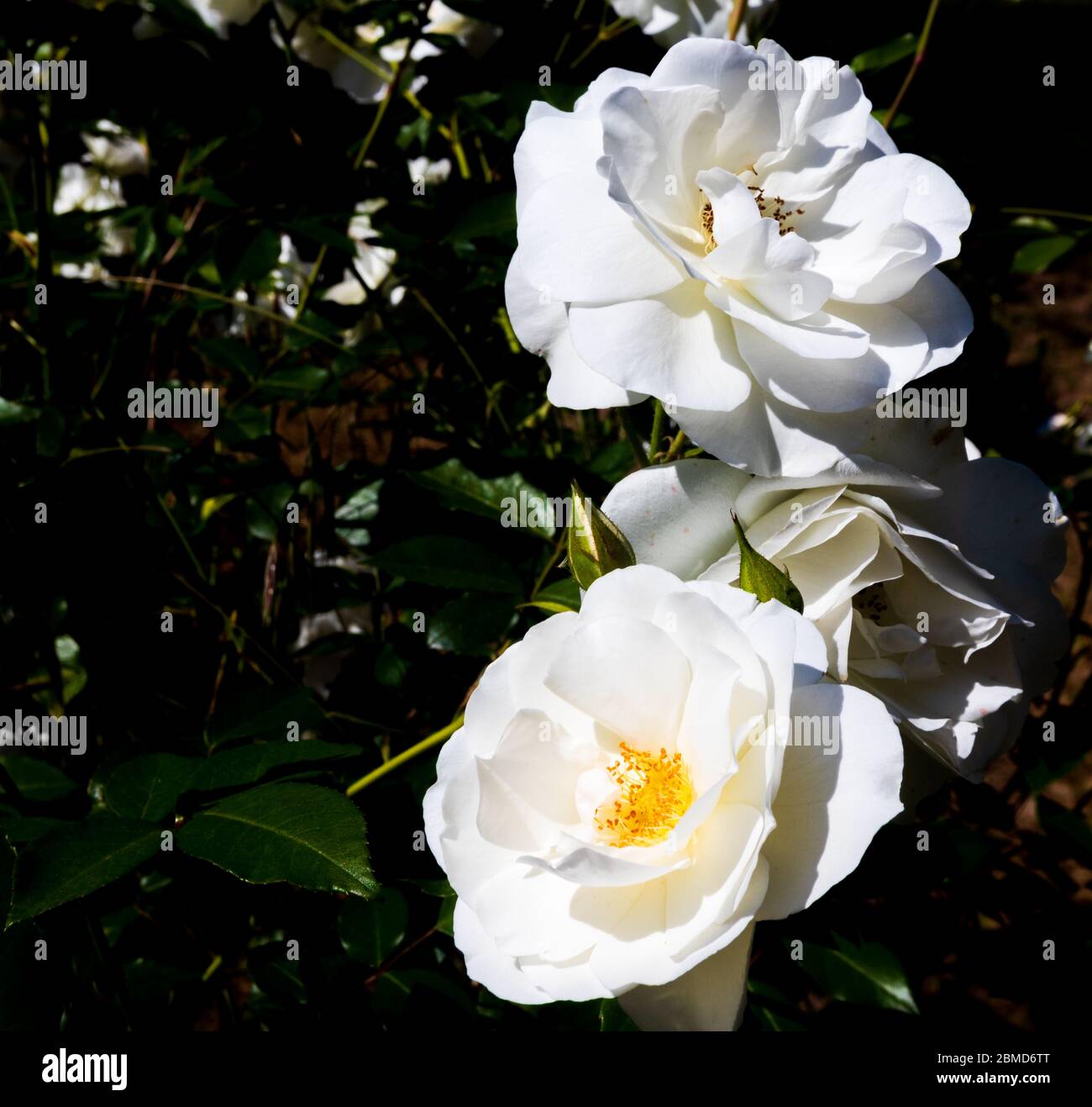 May 8, 2020: Roses bloom to mark the arrival of Spring in San Diego, CA ...