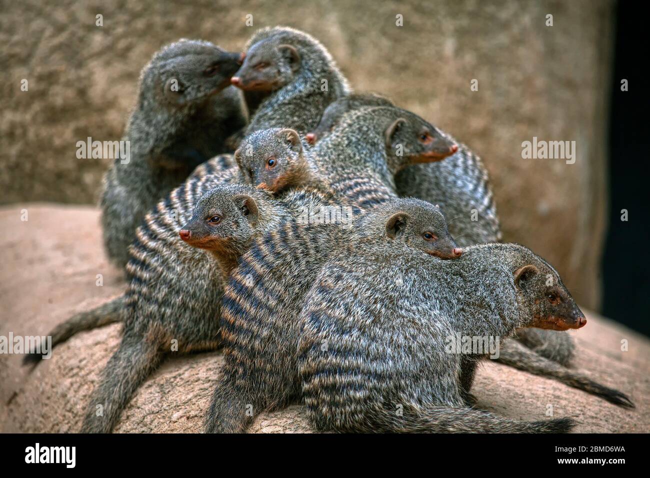 Family of Striped Mongoose Standing Together Stock Photo - Alamy