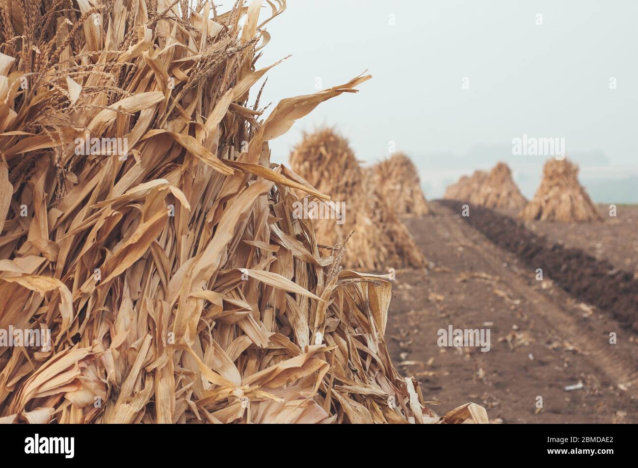 Dry corn plant hay stacks in the field close-up Stock Photo - Alamy