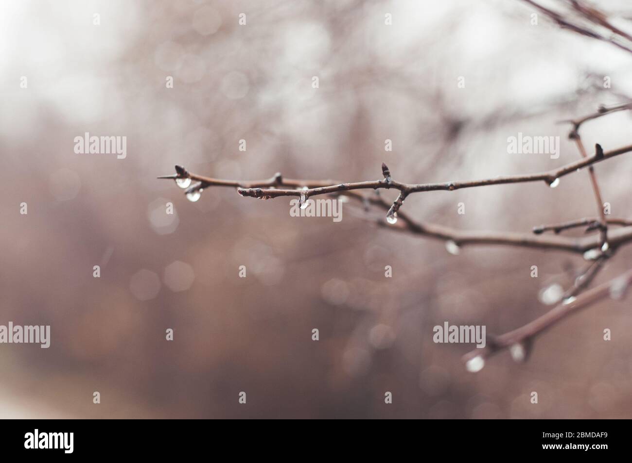 Tree branches with rain water Stock Photo - Alamy