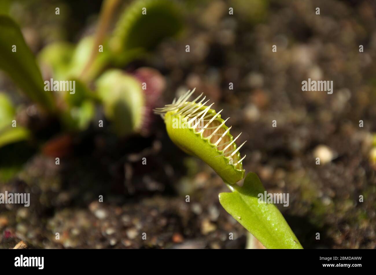 Sydney Australia, closing trap or leaf of Venus flytrap plant Stock ...