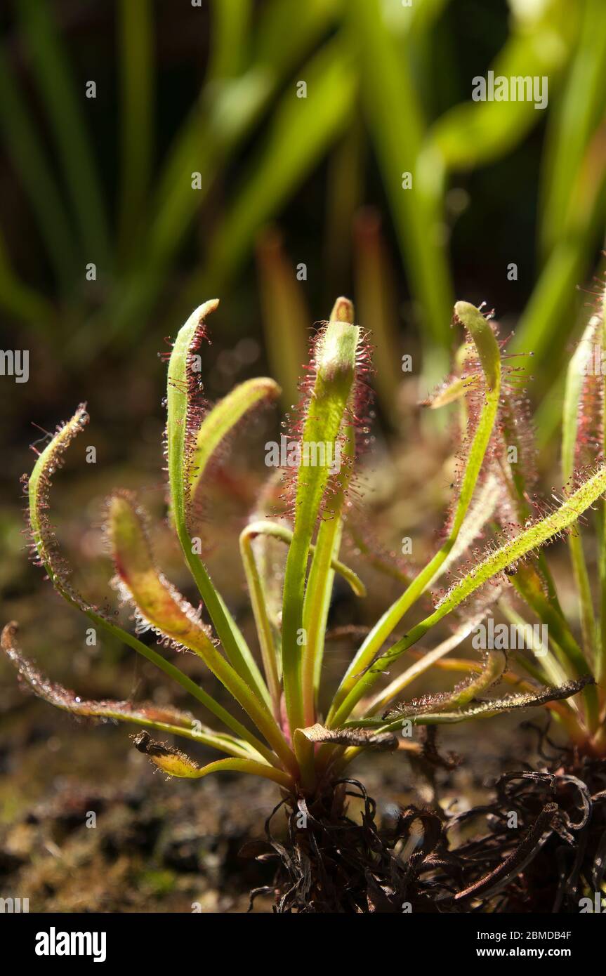 Sydney Australia, close-up of stems id sundew plant with sticky ...
