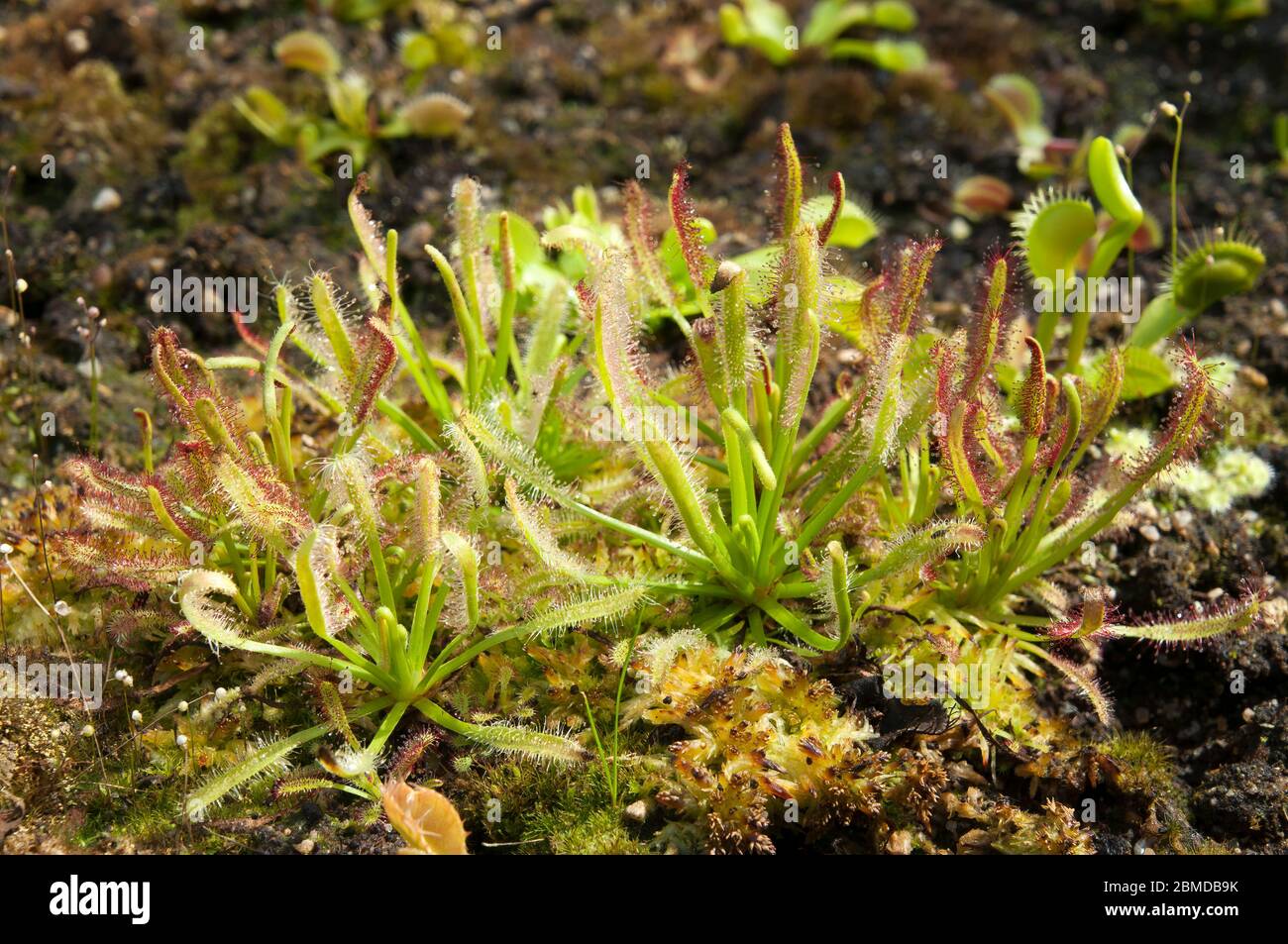 Sydney Australia, sundew plants with sticky mucilage to catch insects ...