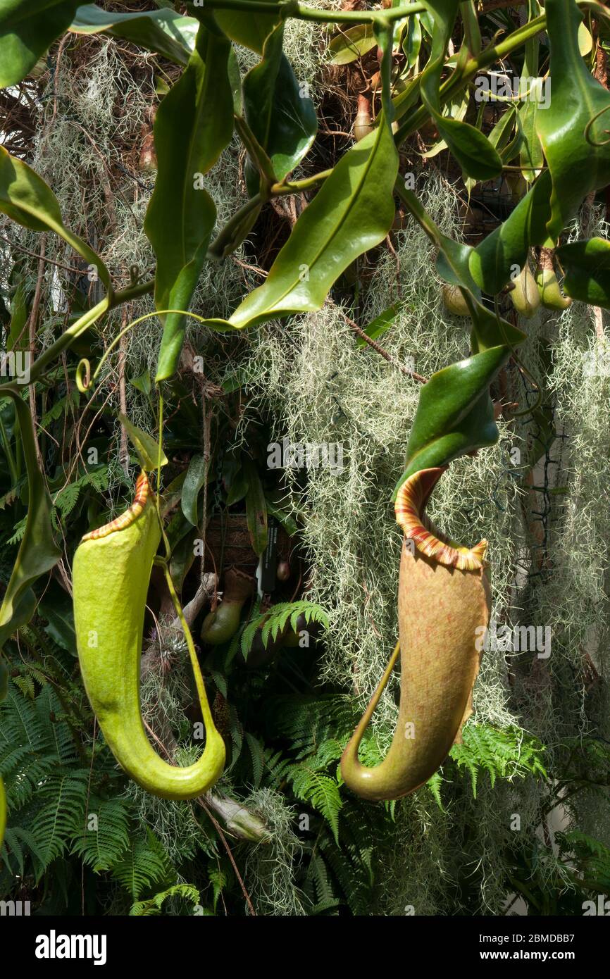 Sydney Australia, hanging pods of a pitcher plants with moss in ...