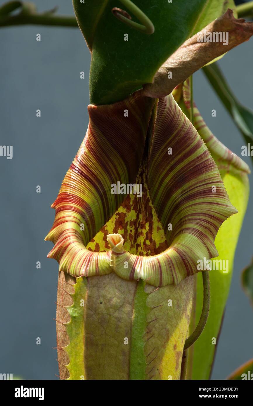 Crimson pitcherplant hi-res stock photography and images - Alamy