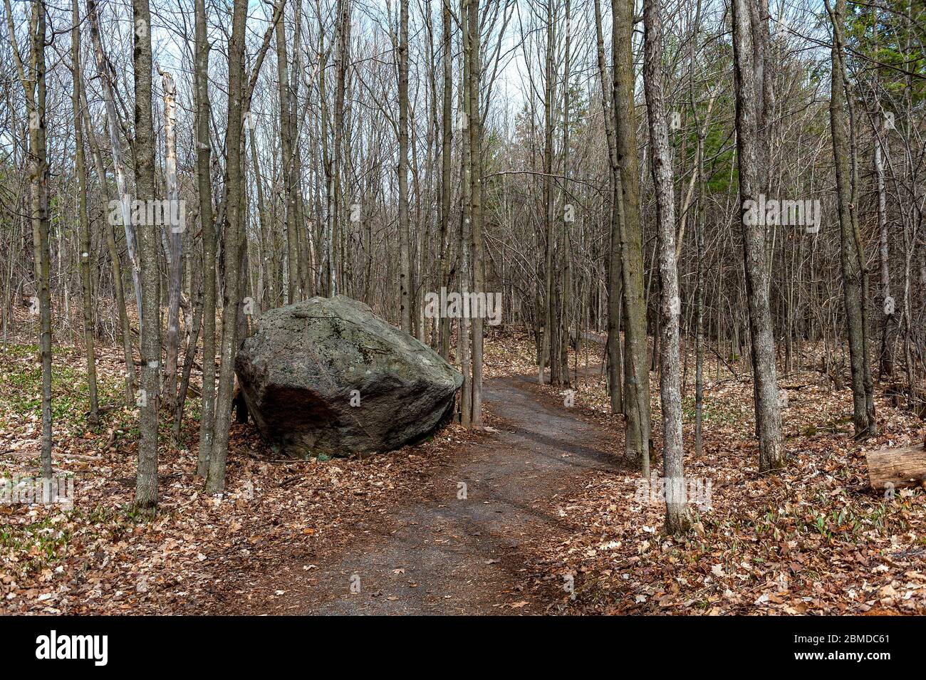 Huge boulder out of place in forest Stock Photo - Alamy