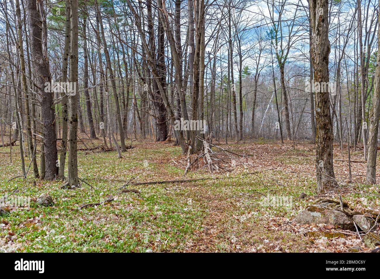 Decomposing forest hi-res stock photography and images - Alamy