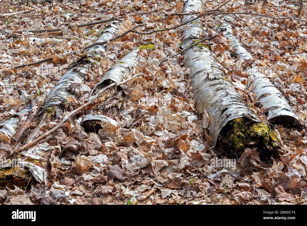 Decomposing leaves hi-res stock photography and images - Alamy