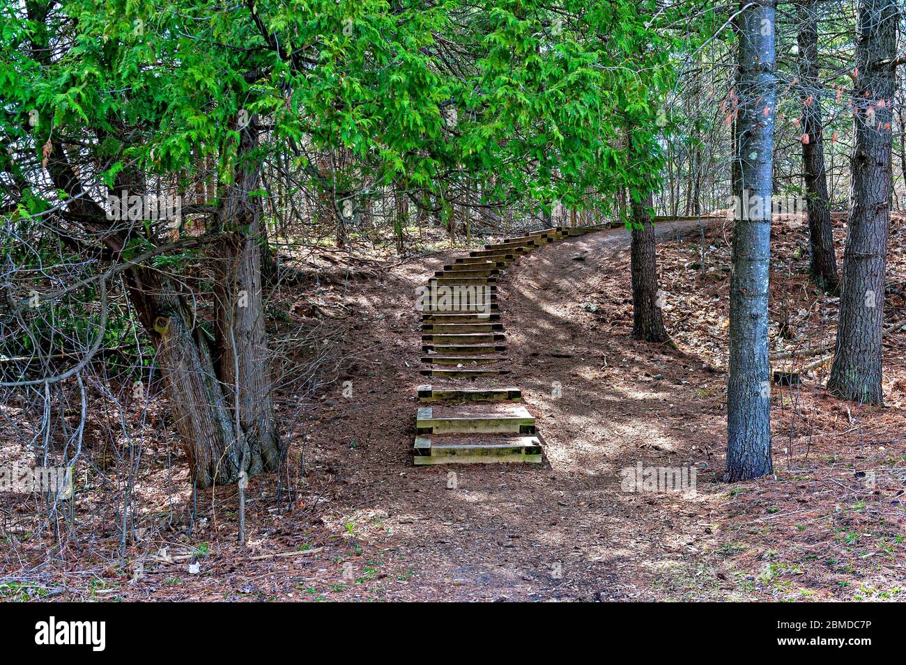 Wooden steps on pathway through pine forest Stock Photo - Alamy