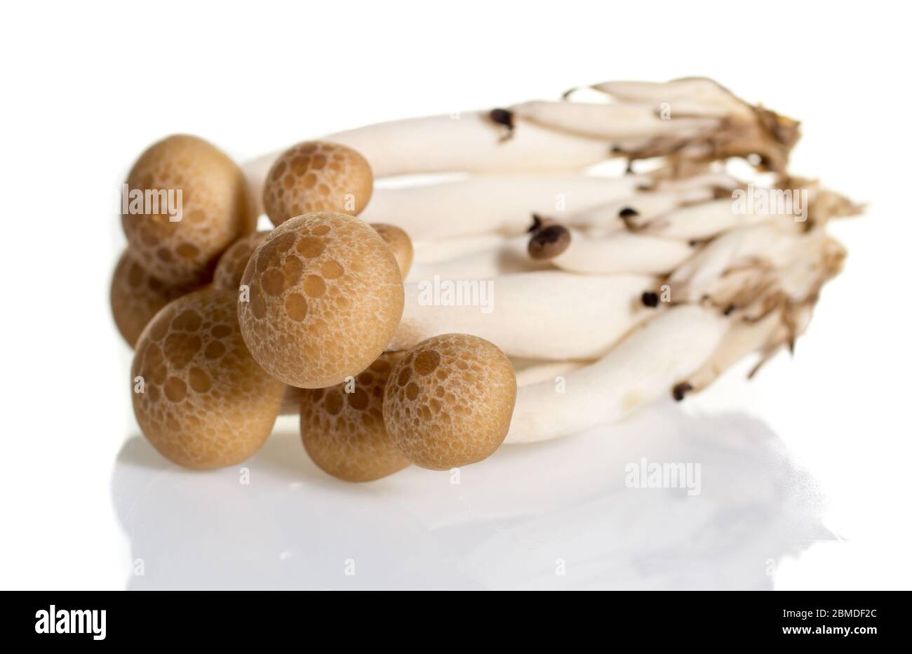 White musroom hi-res stock photography and images - Alamy