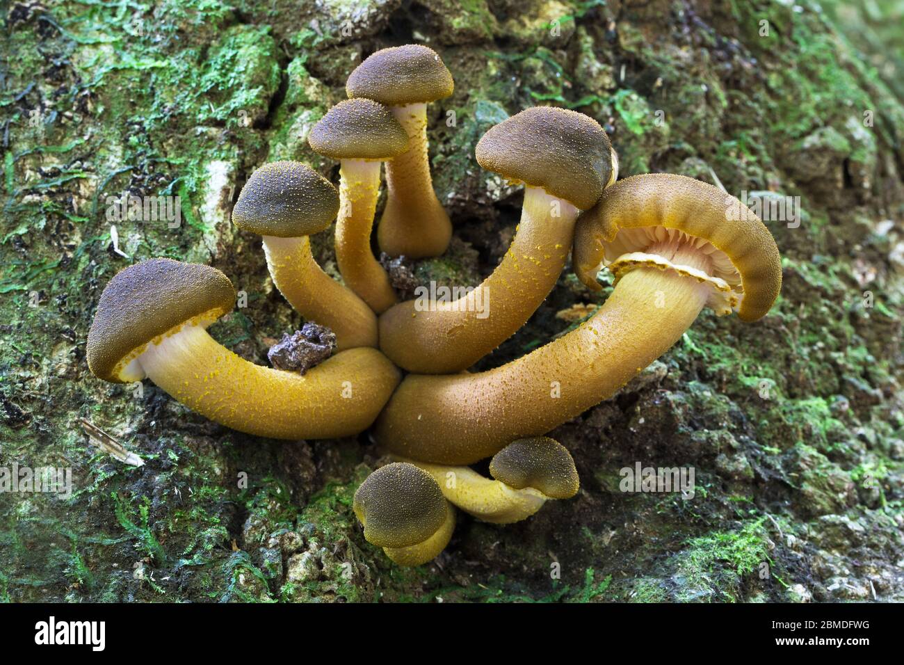 Fungi growing from a tree in rainforest Stock Photo - Alamy