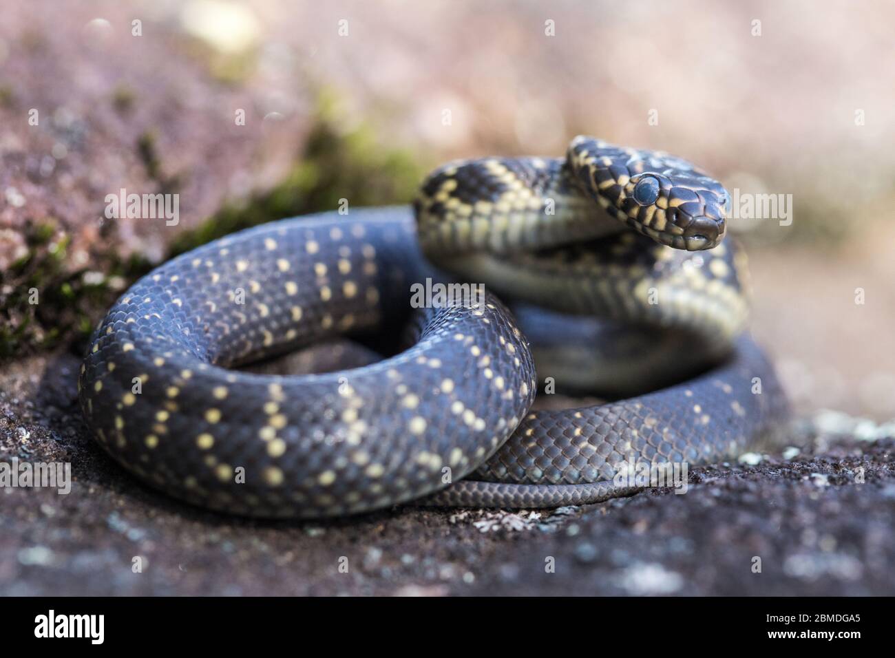 Broad-headed Snake with opaque eyes Stock Photo - Alamy