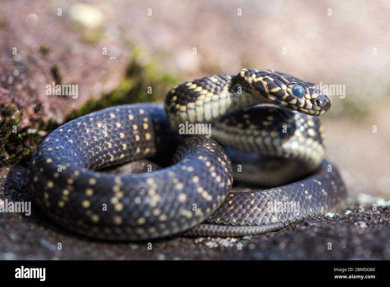 Broad-headed Snake with opaque eyes Stock Photo - Alamy