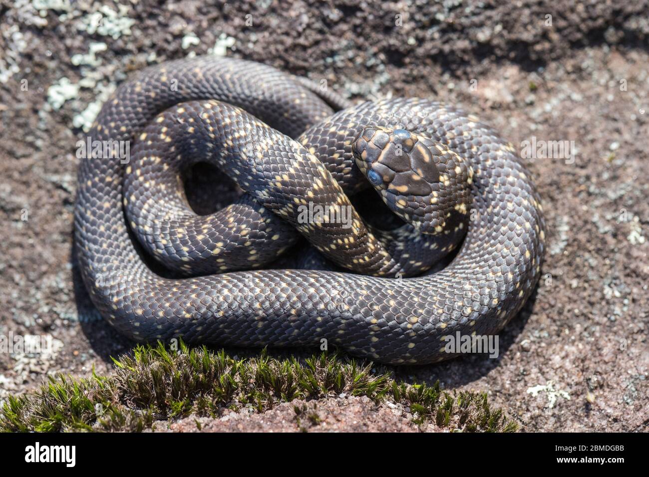 Broad-headed Snake with opaque eyes Stock Photo - Alamy