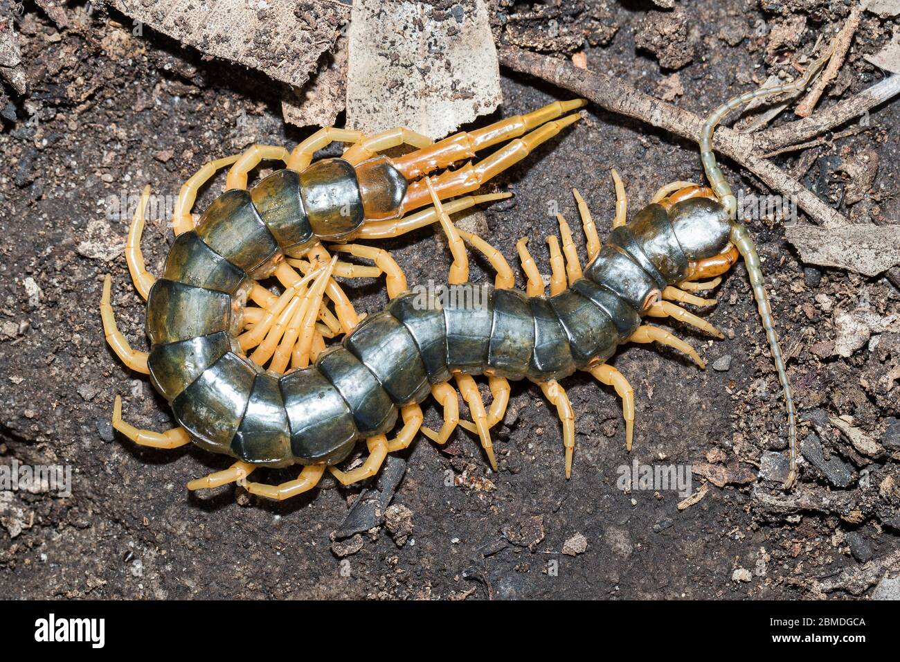 Australian Centipede species on the ground Stock Photo - Alamy