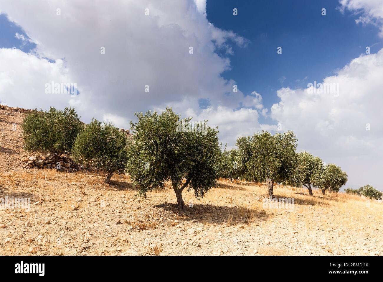 Tabqet fahel hi-res stock photography and images - Alamy