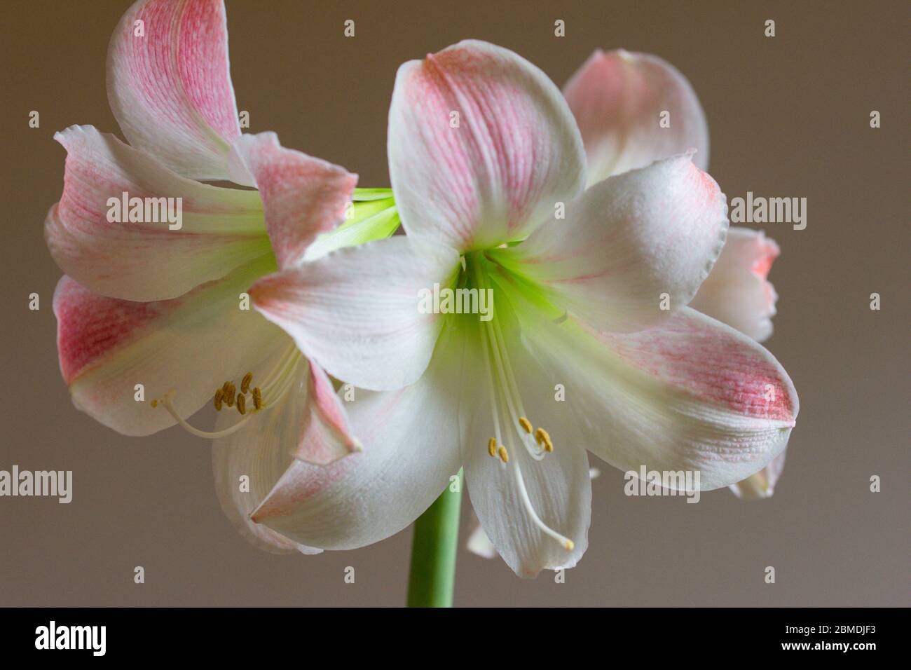 Bloom up close hi-res stock photography and images - Alamy