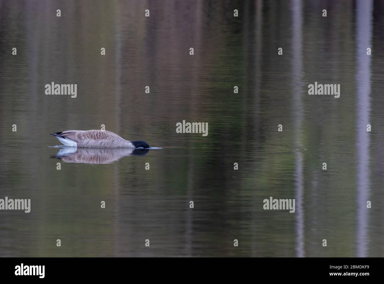 Goose head water under hi-res stock photography and images - Alamy