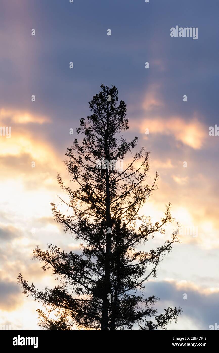 Dramatic light in evening sky with silhouette of an evergreen tree ...