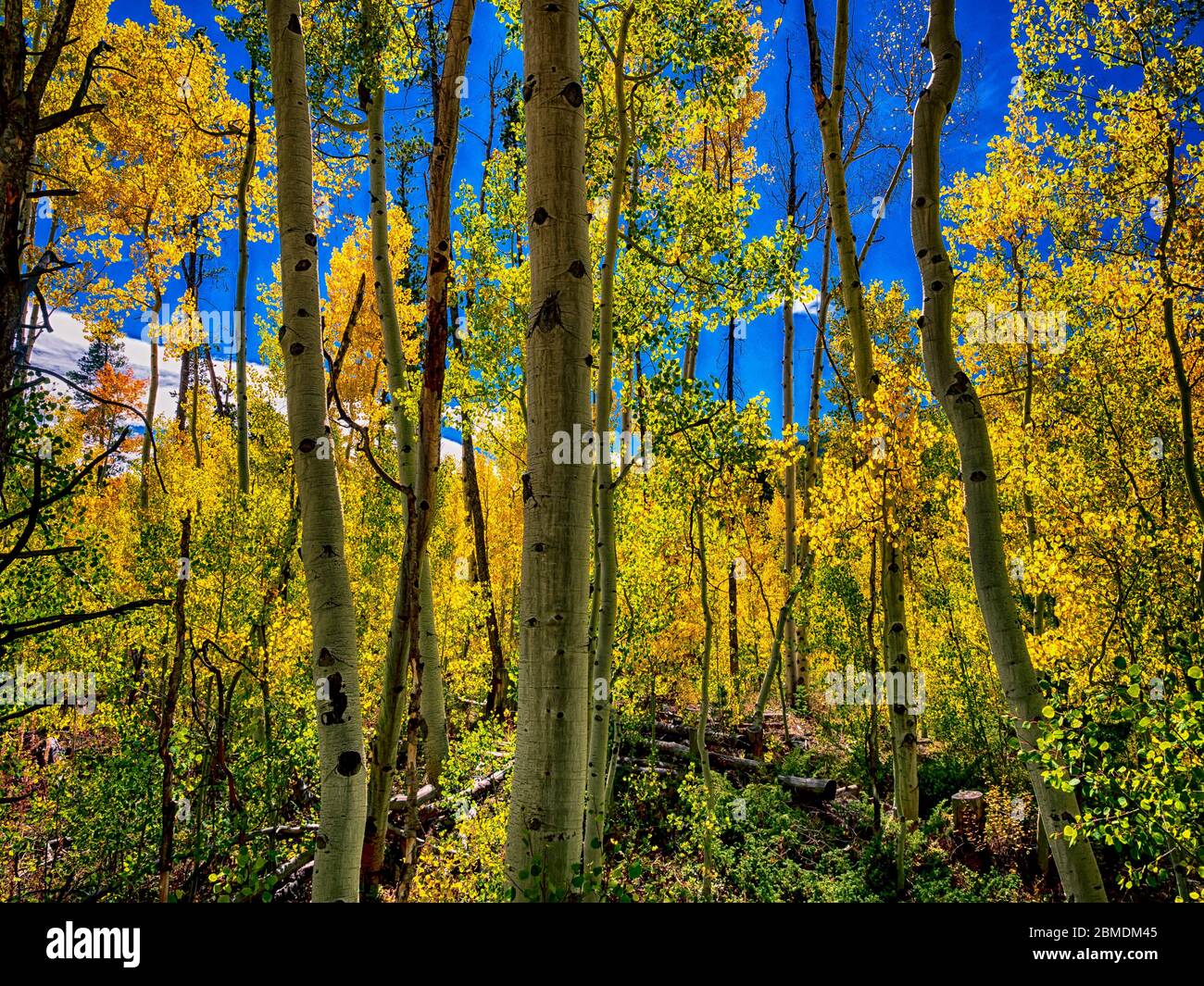 Bright Yellow Aspen Trees in Colorado Stock Photo - Alamy
