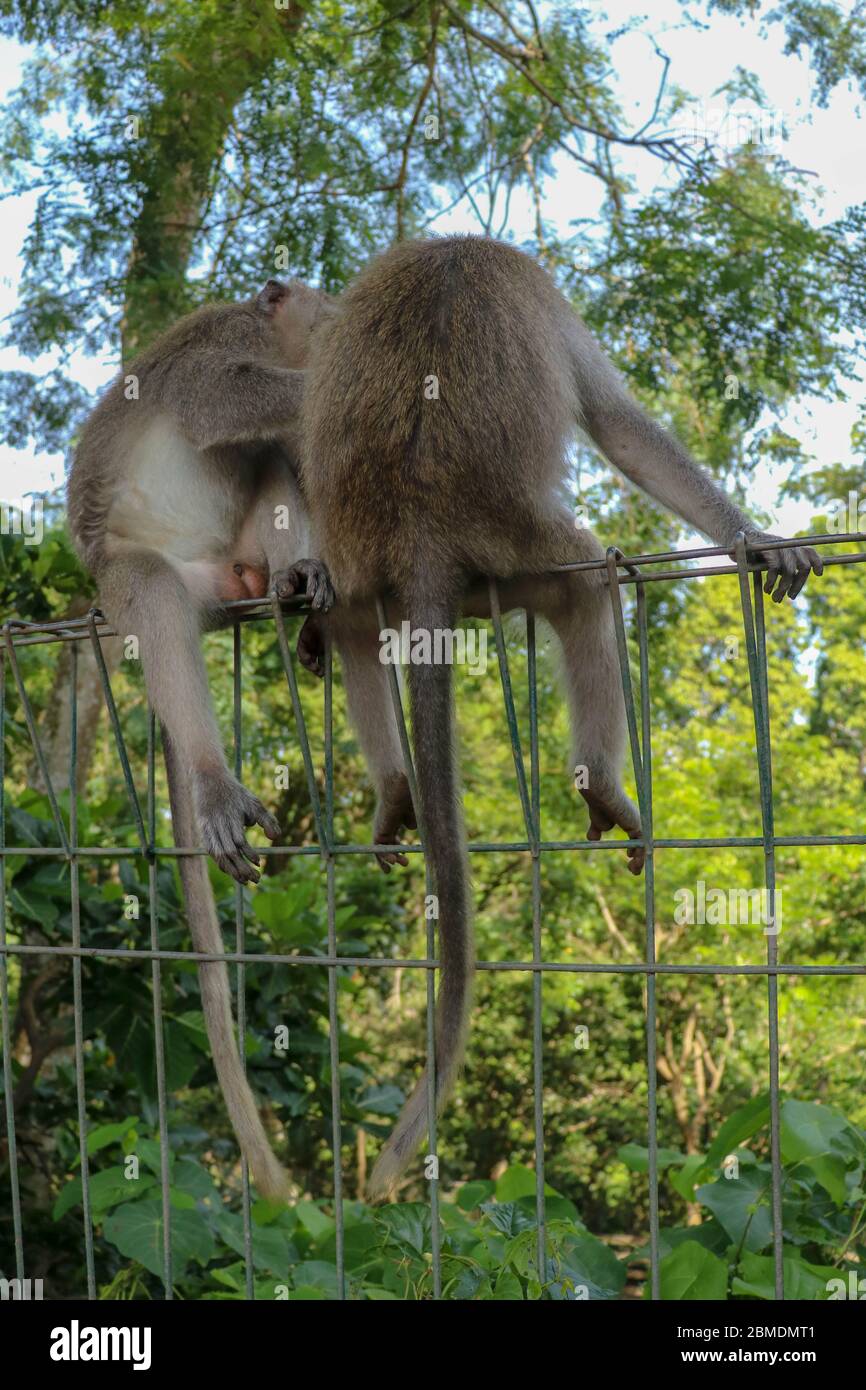 Portrait two asian little hi-res stock photography and images - Alamy
