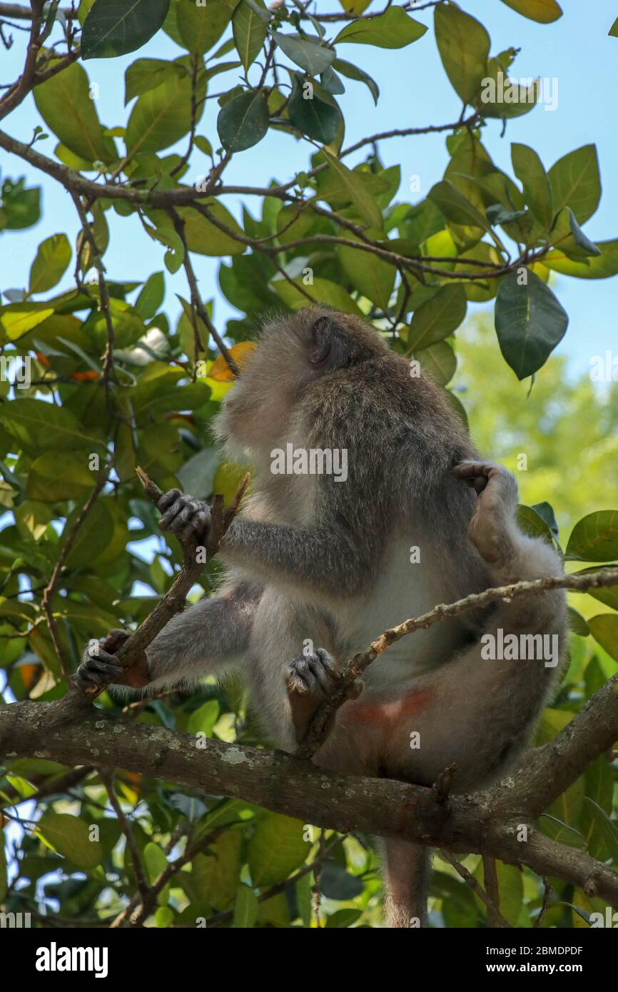 Adult monkey sitting on a tree branch in Ubud Sacred Monkey Fore Stock ...