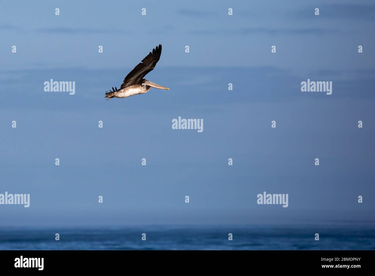 Brown Pelicans (Pelecanus occidentalis) flying in a blue sky in Oregon ...