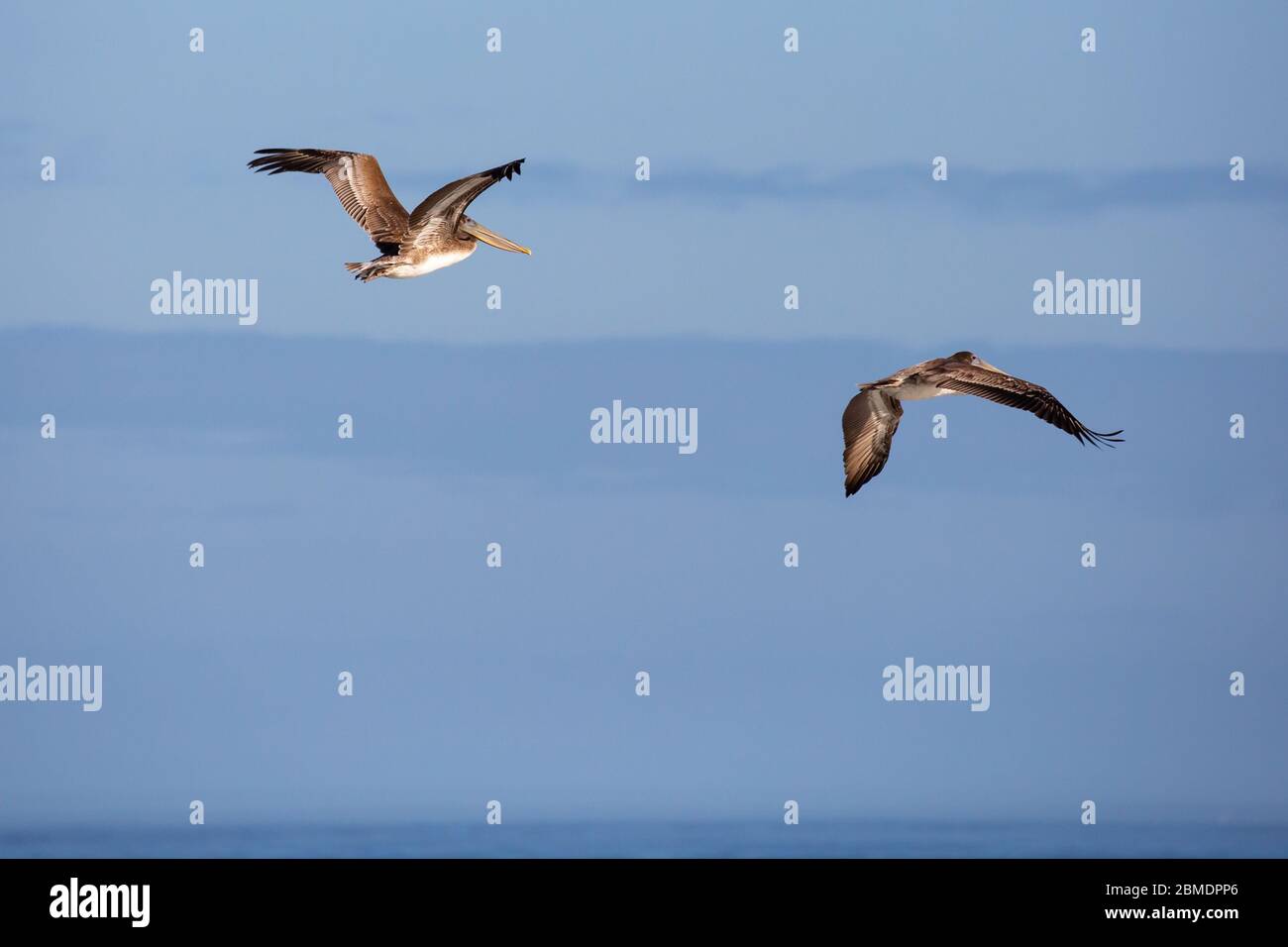 Brown Pelicans (Pelecanus occidentalis) flying in a blue sky in Oregon ...