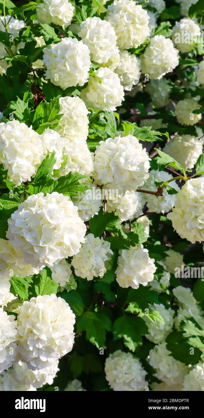 White hydrangea bush hi-res stock photography and images - Alamy