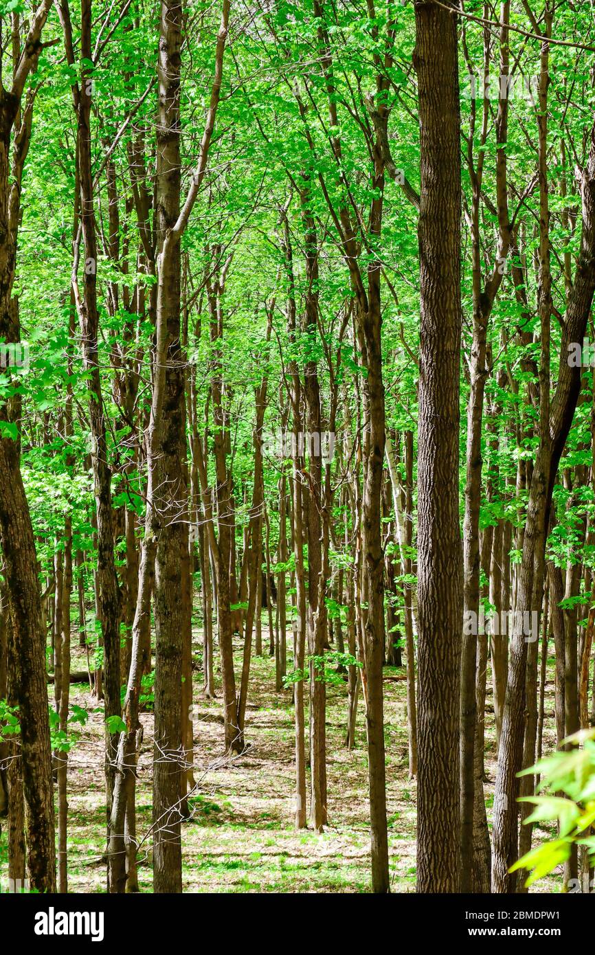 New leaves on the maple trees in the Rib Mountain State Park in Wausau ...