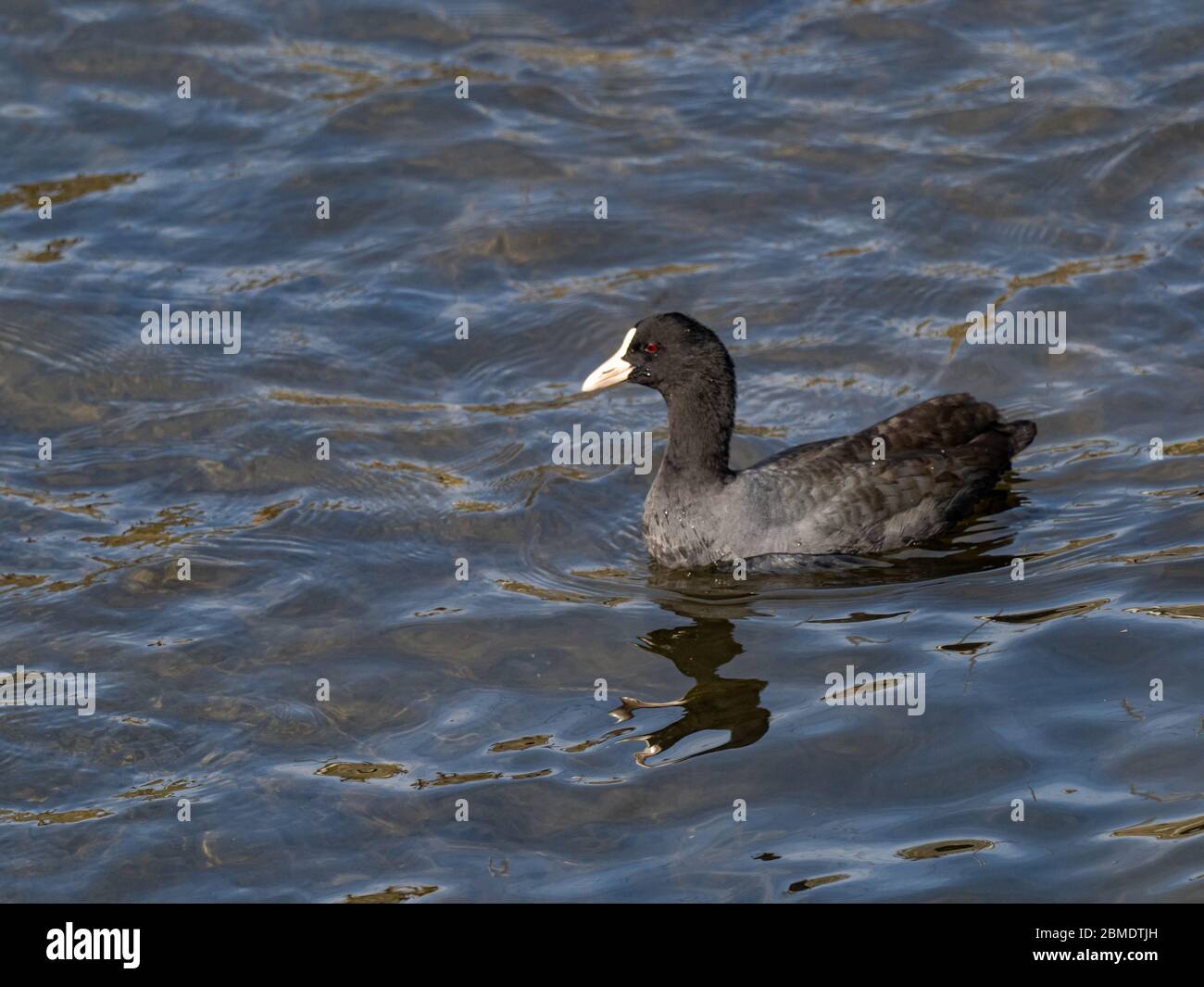 A black Eurasian coot, Fulica atra, swims through the Sakai River in ...