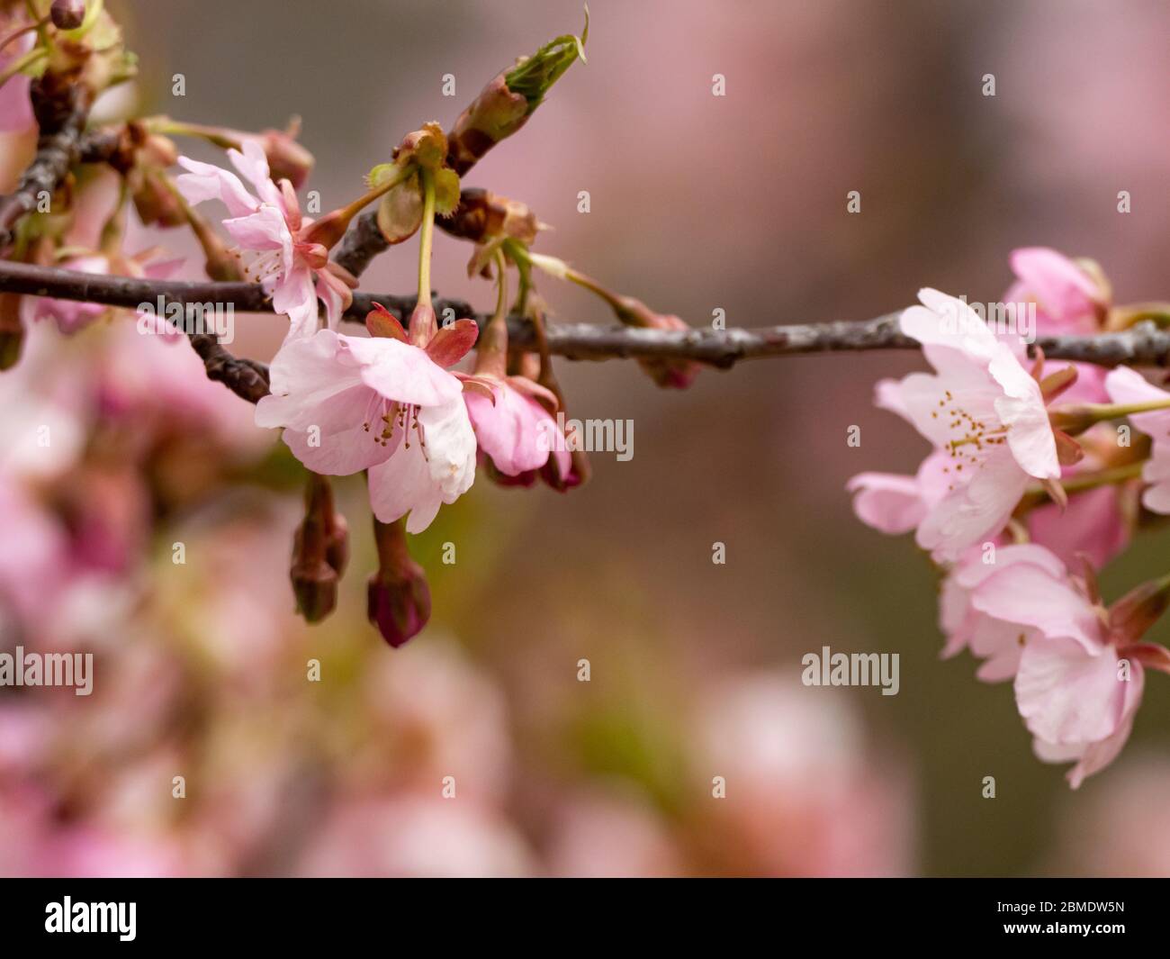 Japanese plums hi-res stock photography and images - Alamy