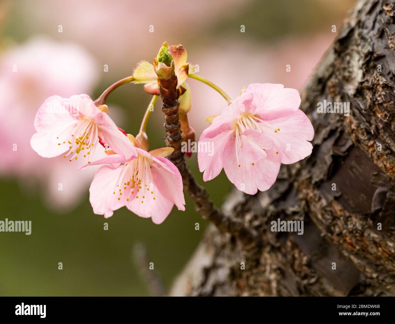 Asian plum prunus mume hi-res stock photography and images - Alamy
