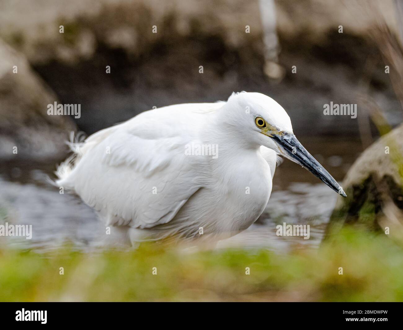 A white little egret, Egretta garzetta, stands along the edge of a ...