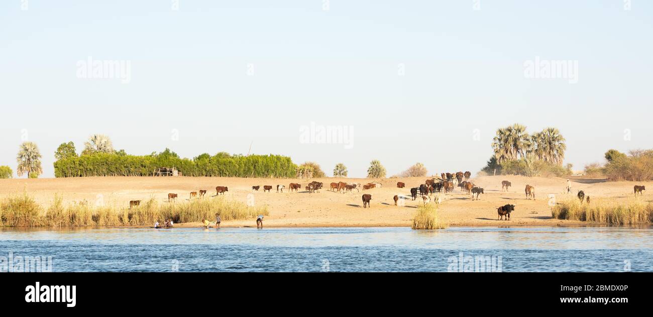 Children playing with animals hi-res stock photography and images - Alamy