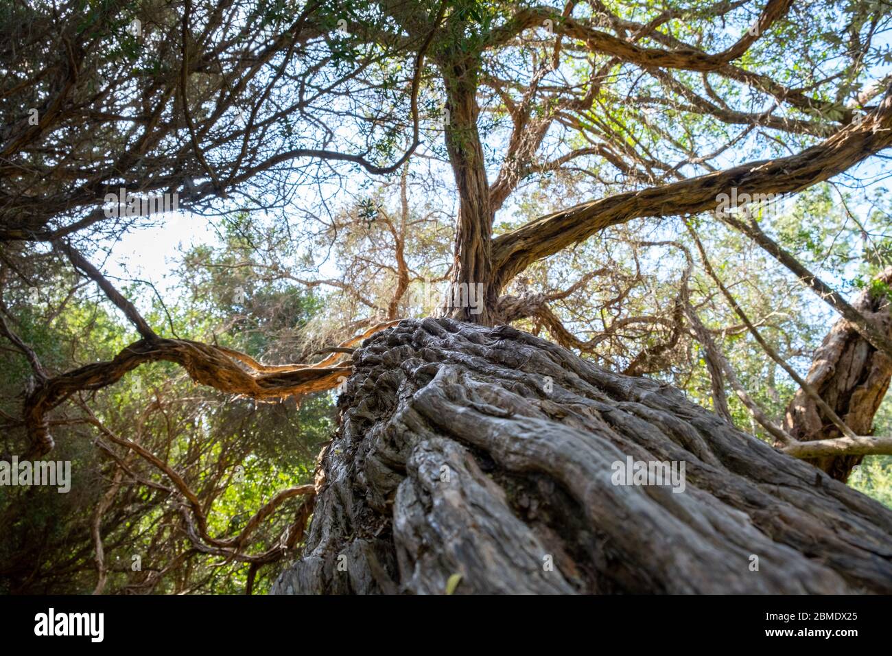 Knobby tree hi-res stock photography and images - Alamy