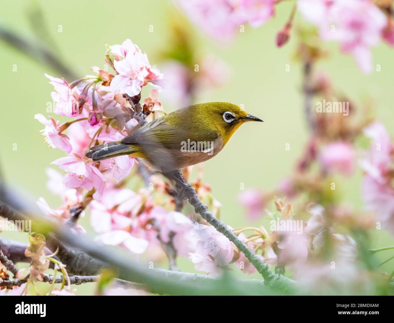 A Japanese white-eye, also called a warbling white-eye or mountain ...