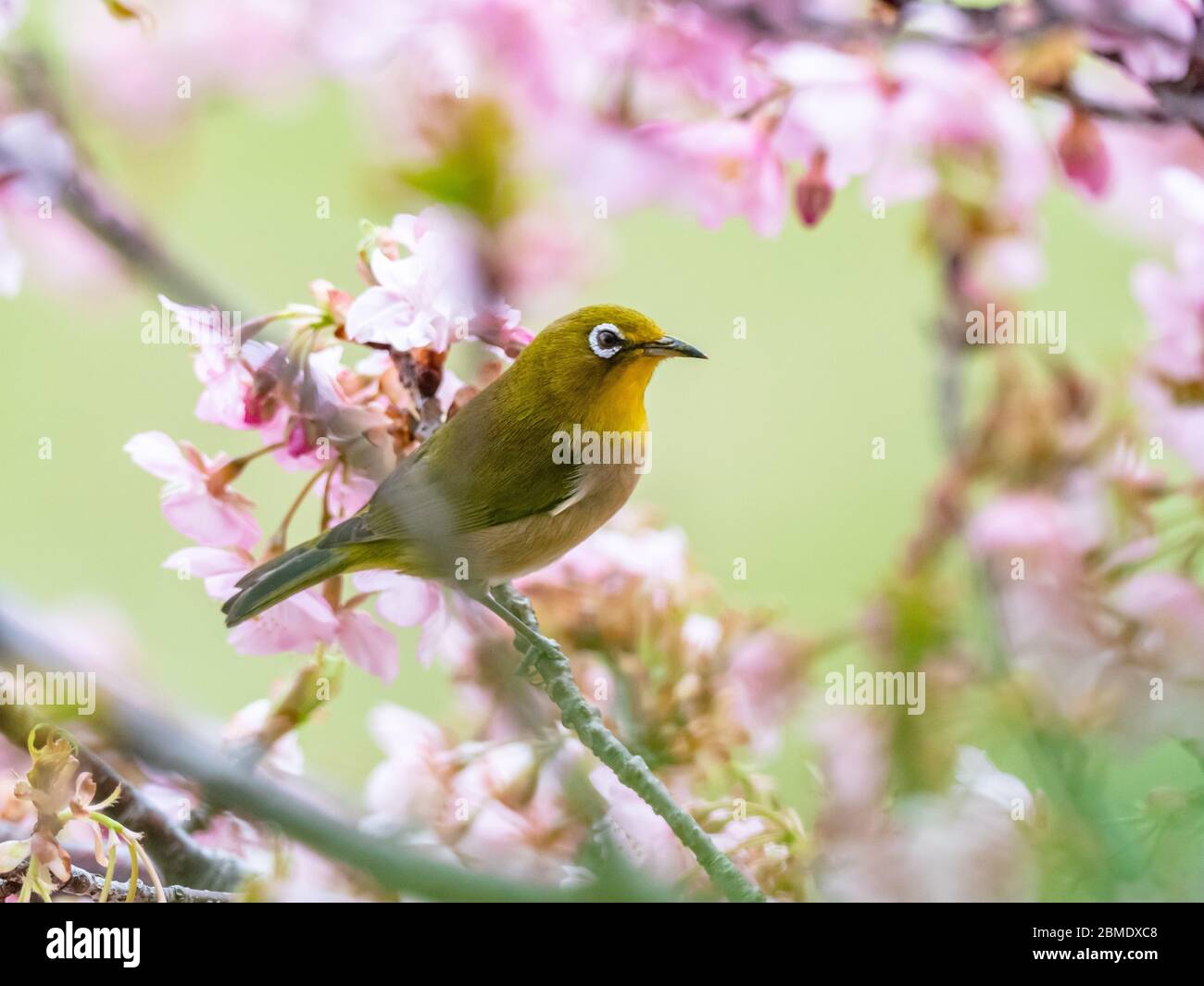 A Japanese white-eye, also called a warbling white-eye or mountain ...