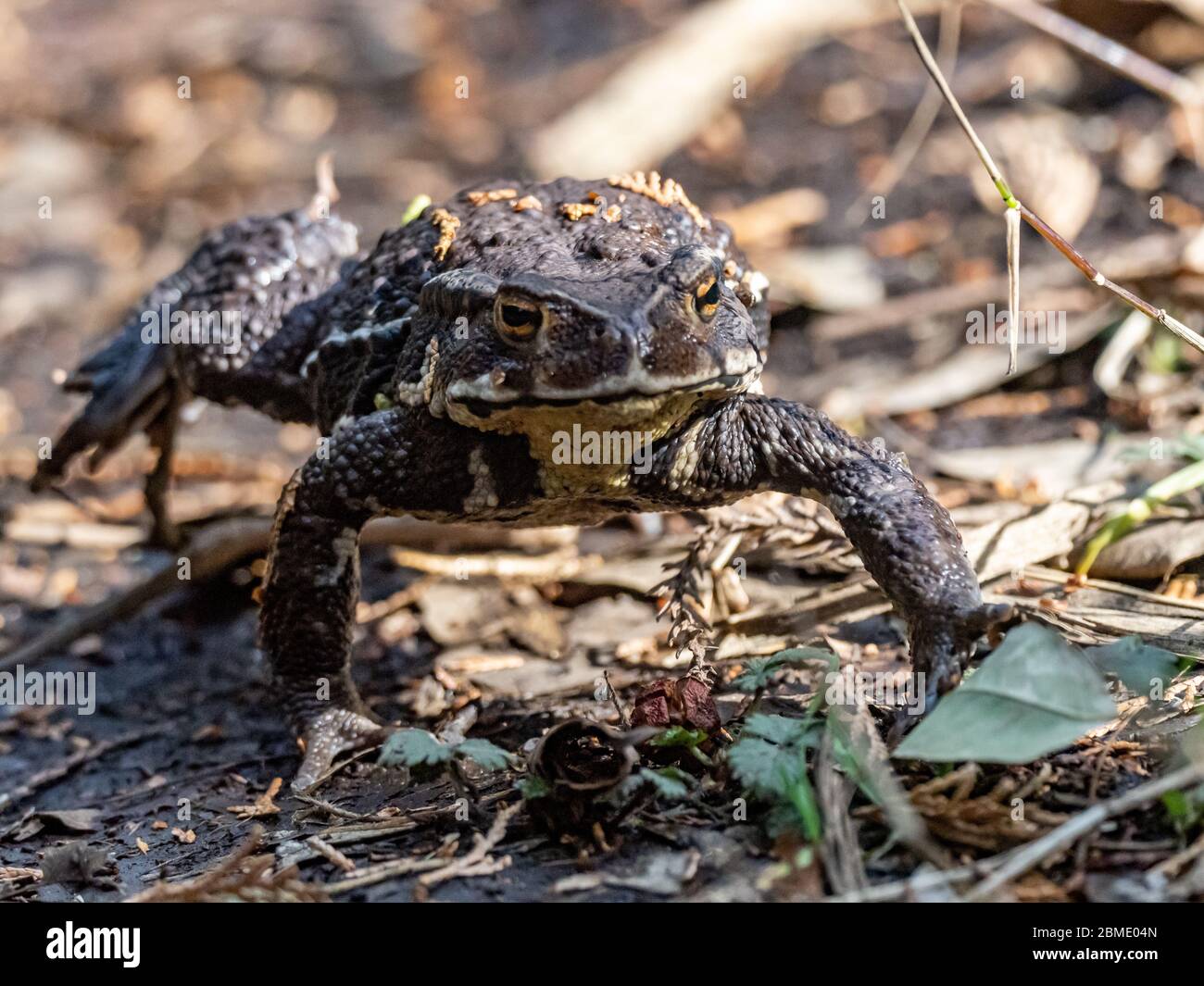 A Japanese common toad, Bufo japonicus, walks through a dense forest ...
