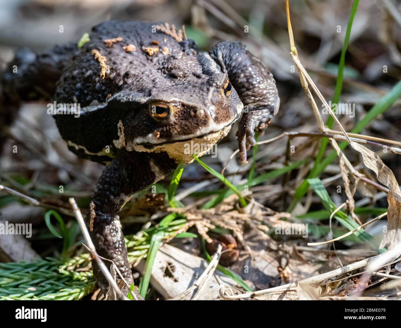 A Japanese common toad, Bufo japonicus, walks through a dense forest ...