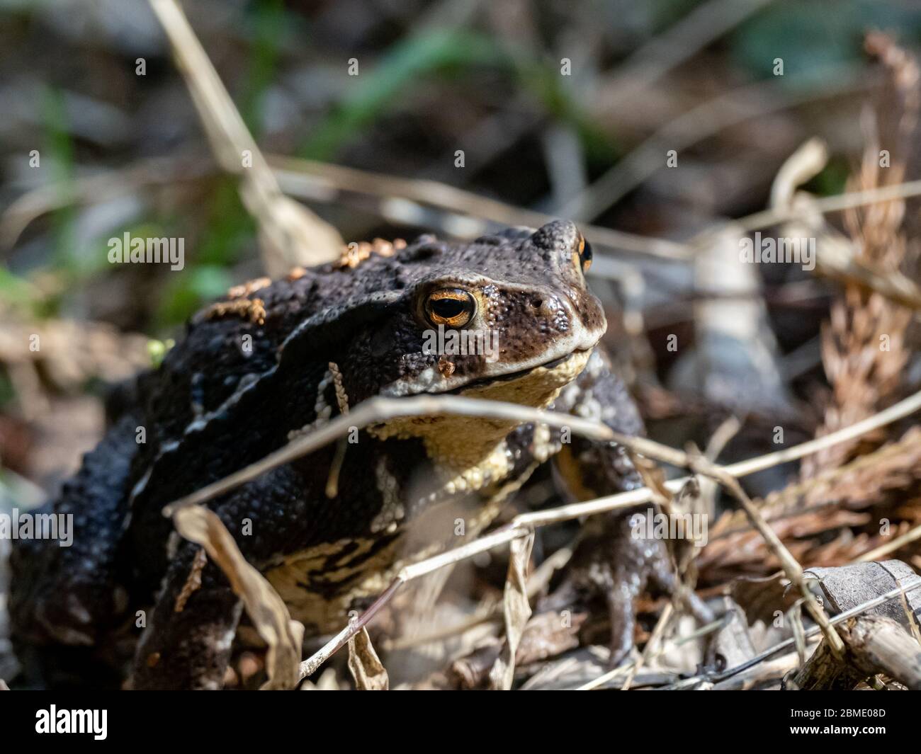 Eastern japanese common toad hi-res stock photography and images - Alamy