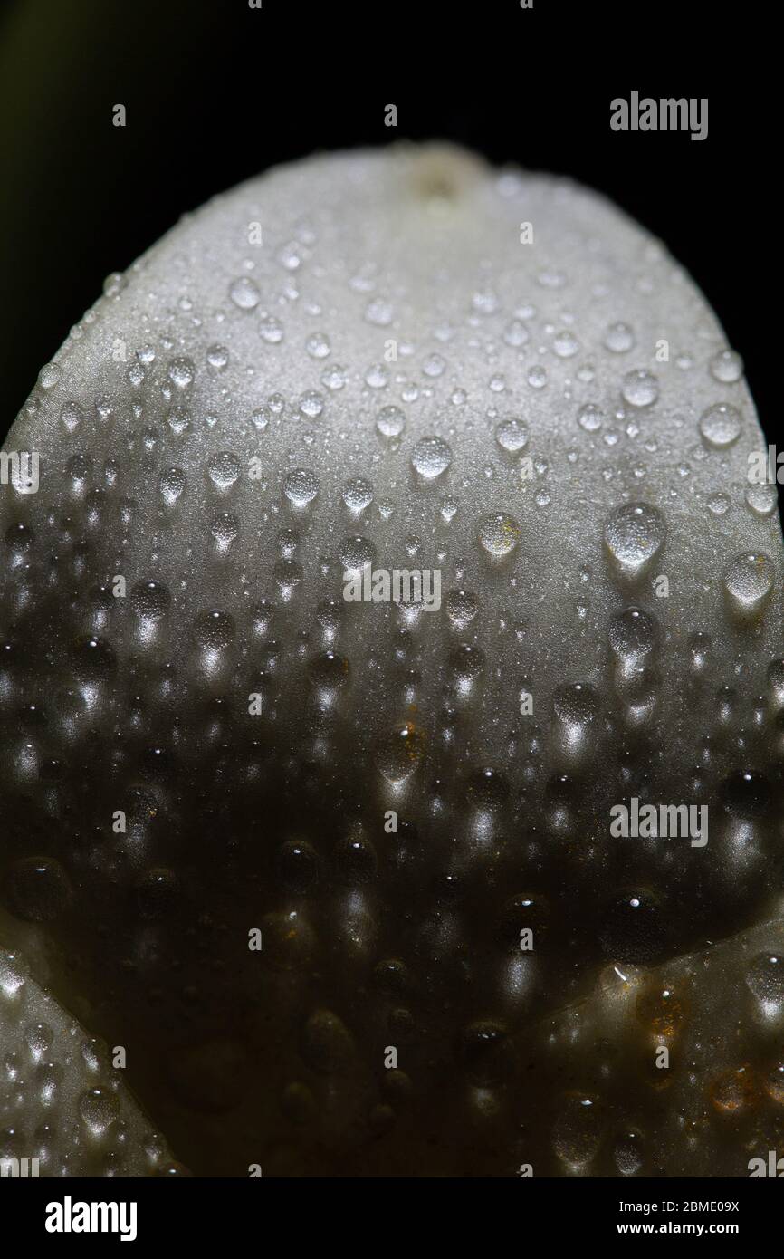 Light and shadow play on water droplets on white flower Stock Photo - Alamy