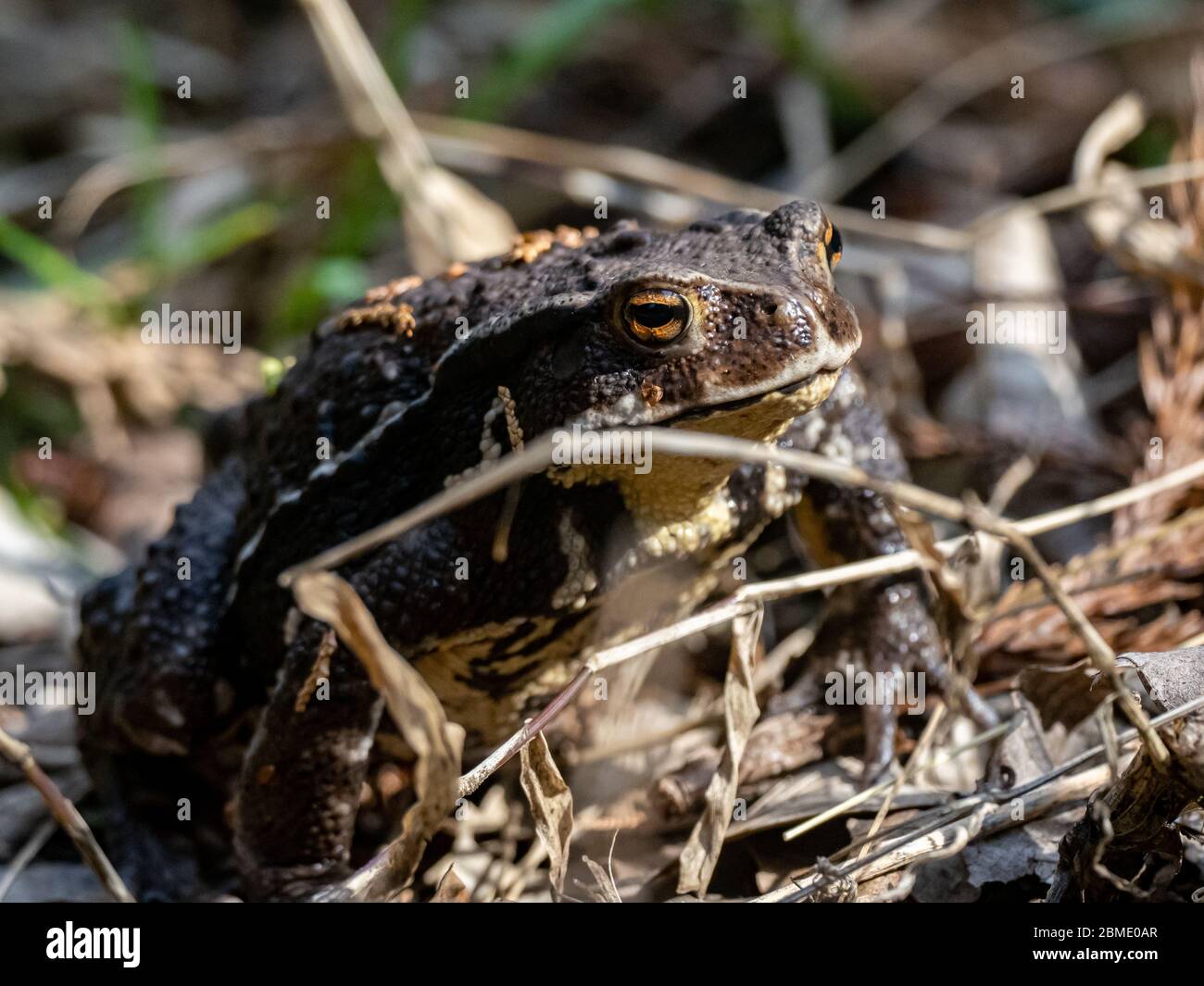 A Japanese common toad, Bufo japonicus, walks through a dense forest ...