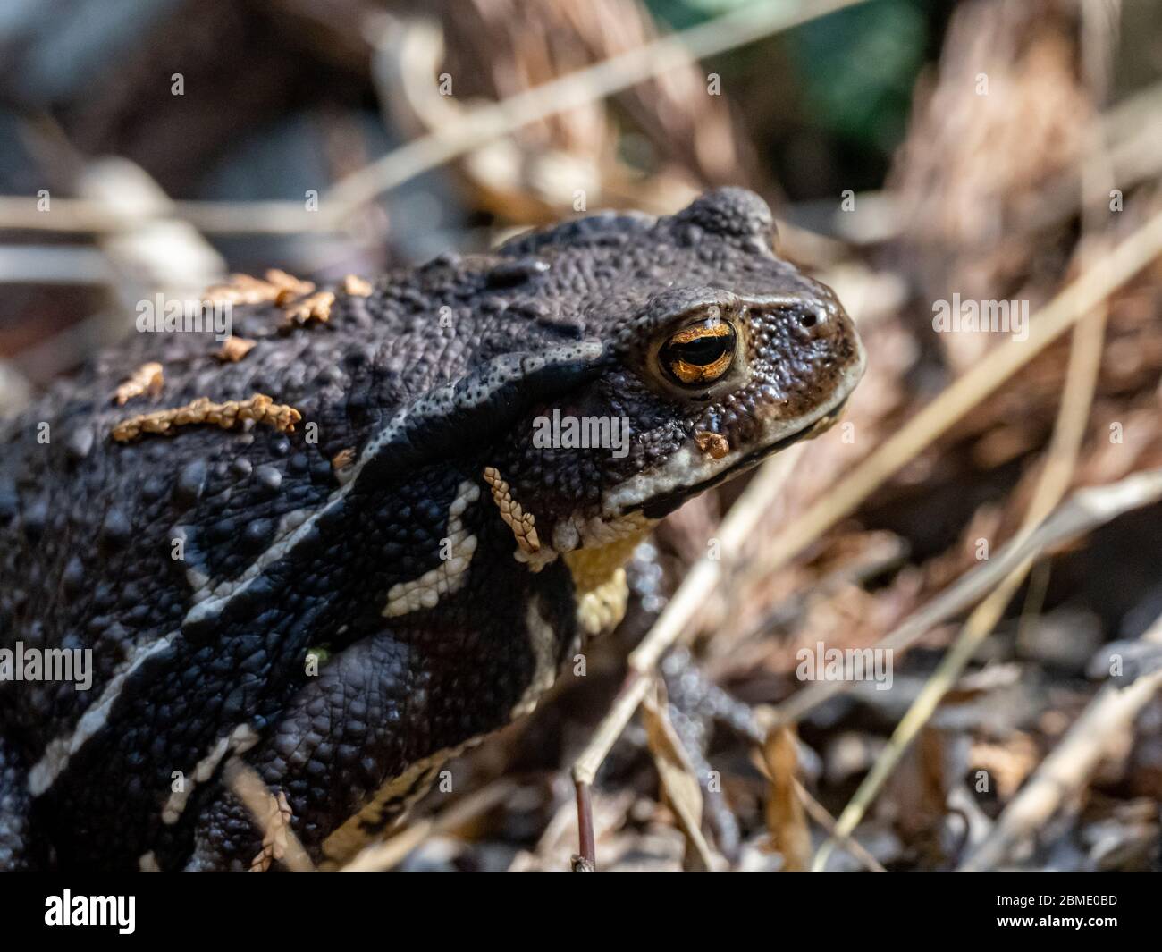 A Japanese common toad, Bufo japonicus, walks through a dense forest ...