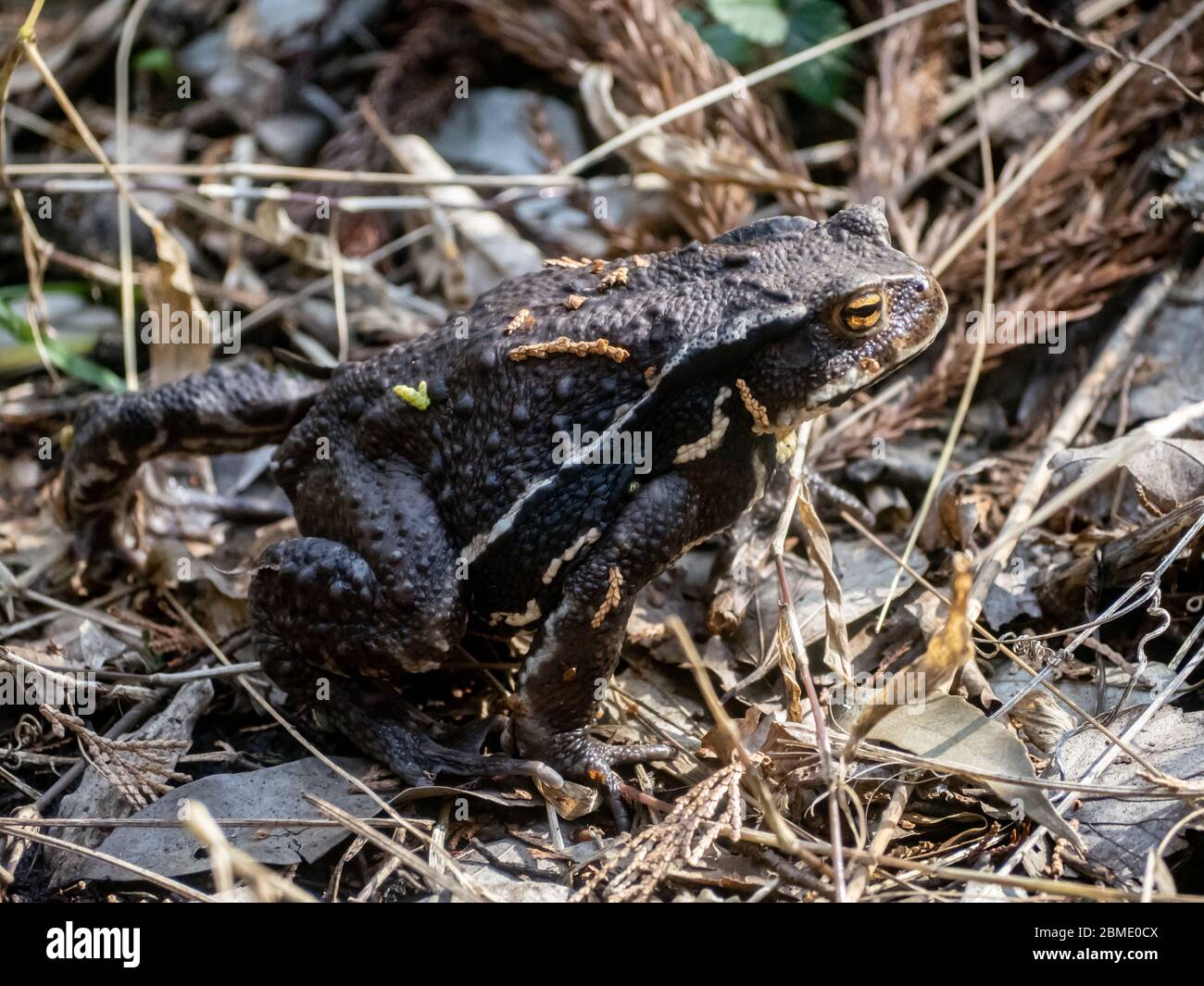 A Japanese common toad, Bufo japonicus, walks through a dense forest ...
